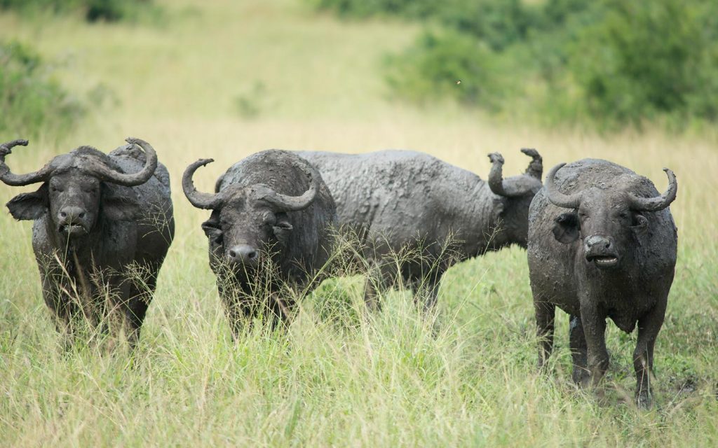 Murchison Falls National Park - Ganyana Safaris Uganda Uganda