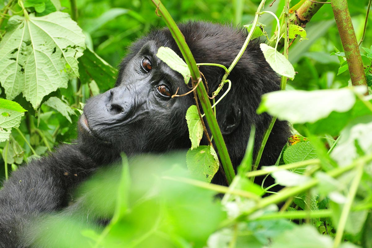 Bwindi Impenetrable National Park - Ganyana Safaris Uganda