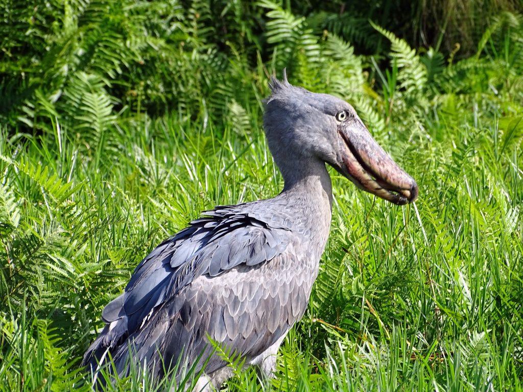 Bird Watching in Uganda Impenetrable Forest impenetrable forest ...
